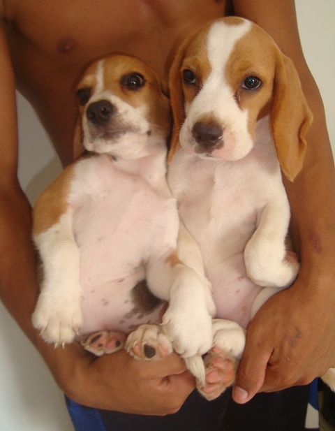 CUTE AND CUDDLY BEAGLE PUPPIES FOR YOUR HOMES CHAMP LINEAGE 2O RED ...