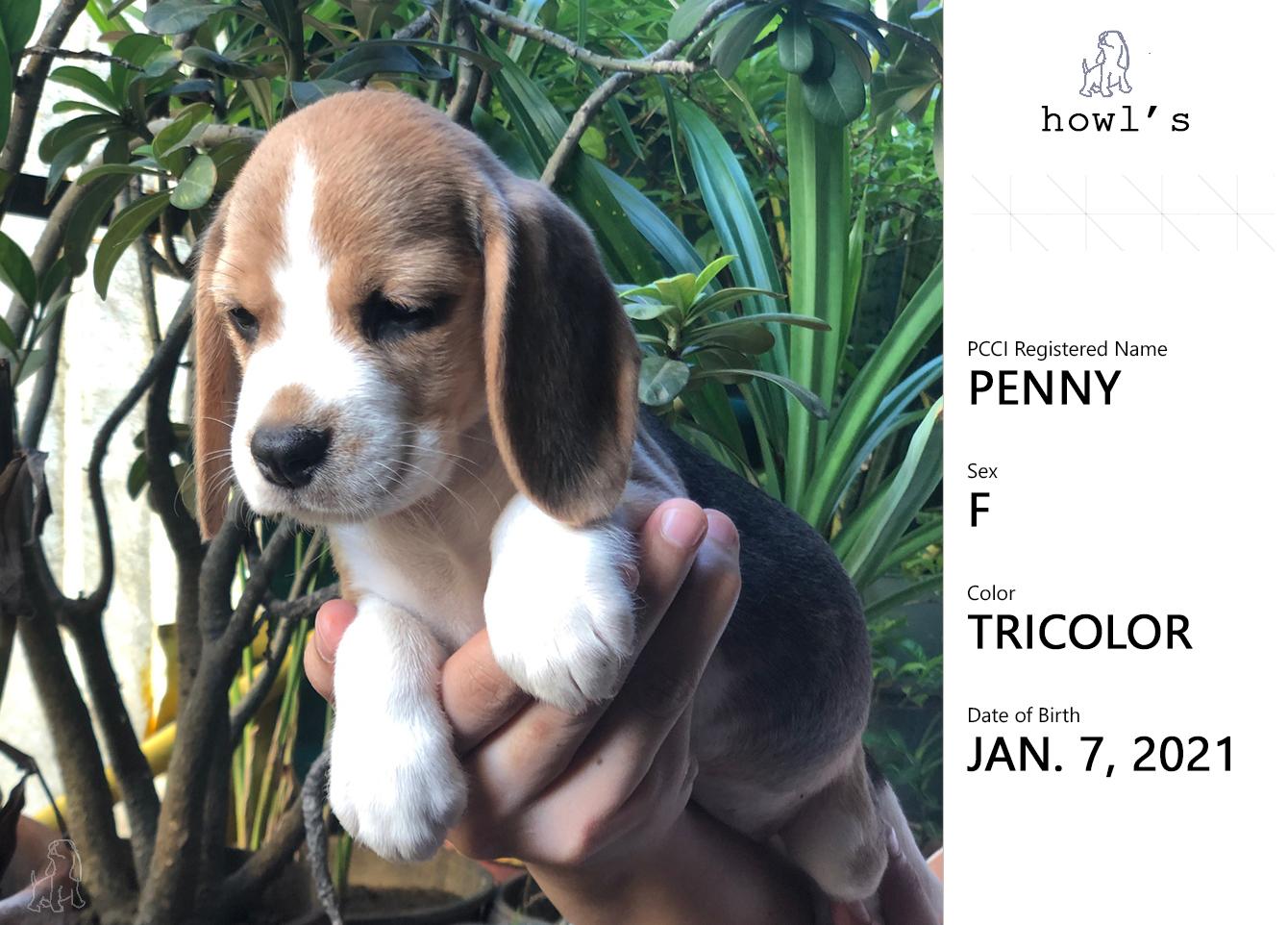 PURE BREED QUALITY BEAGLE - CHAMPLINE Manila - Philippines Buy and Sell ...