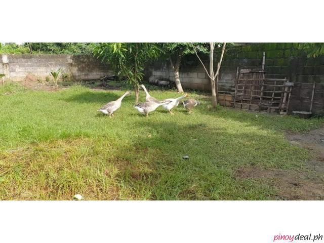 Goose or Gansa - Aliaga - Philippines Buy and Sell Marketplace - PinoyDeal