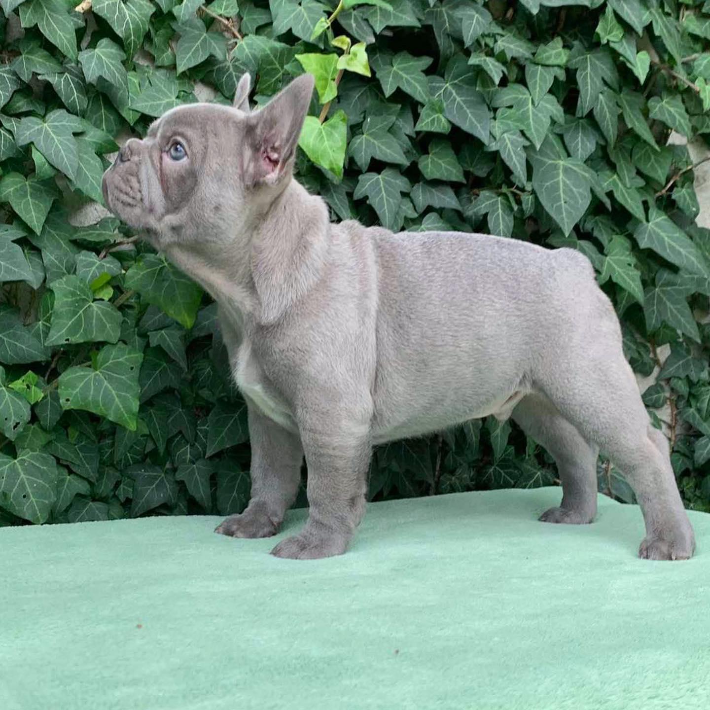 Fantastic French bulldog puppy Davao Ctiy - Philippines Buy and Sell ...
