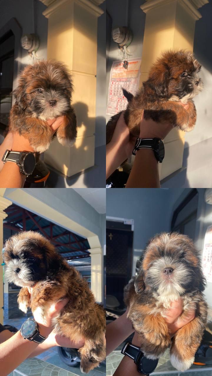 All male shih tzu liverline tri-color Bacarra - Philippines Buy and ...