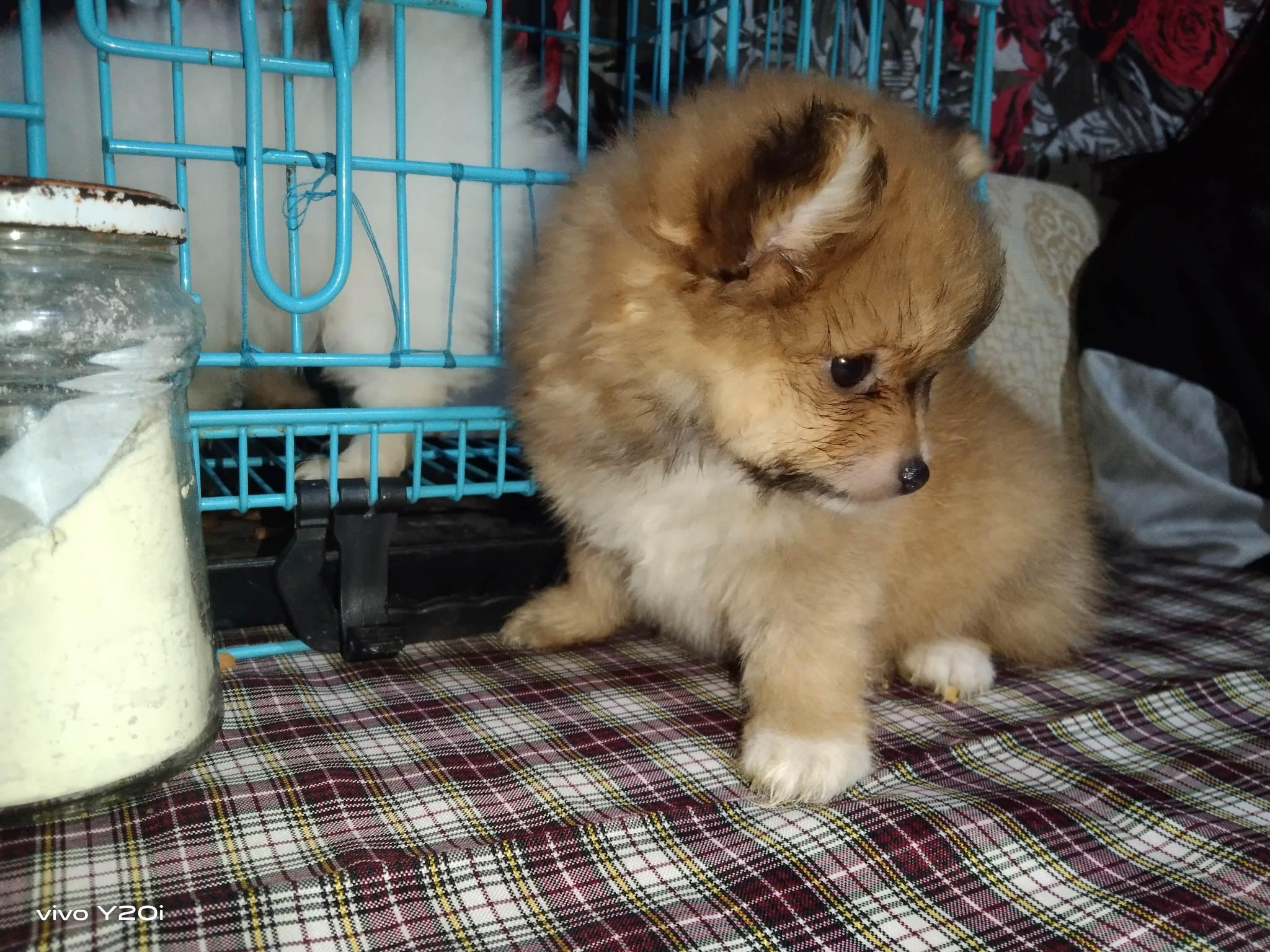 Pure Breed Pomeranian Calamba - Philippines Buy and Sell Marketplace ...