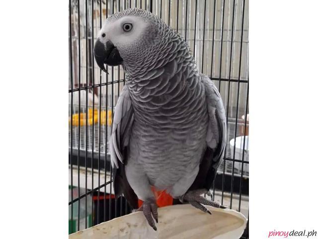 Beautiful African Grey Parrots for sale Metro Manila Ph [Birds] PARROTS ...