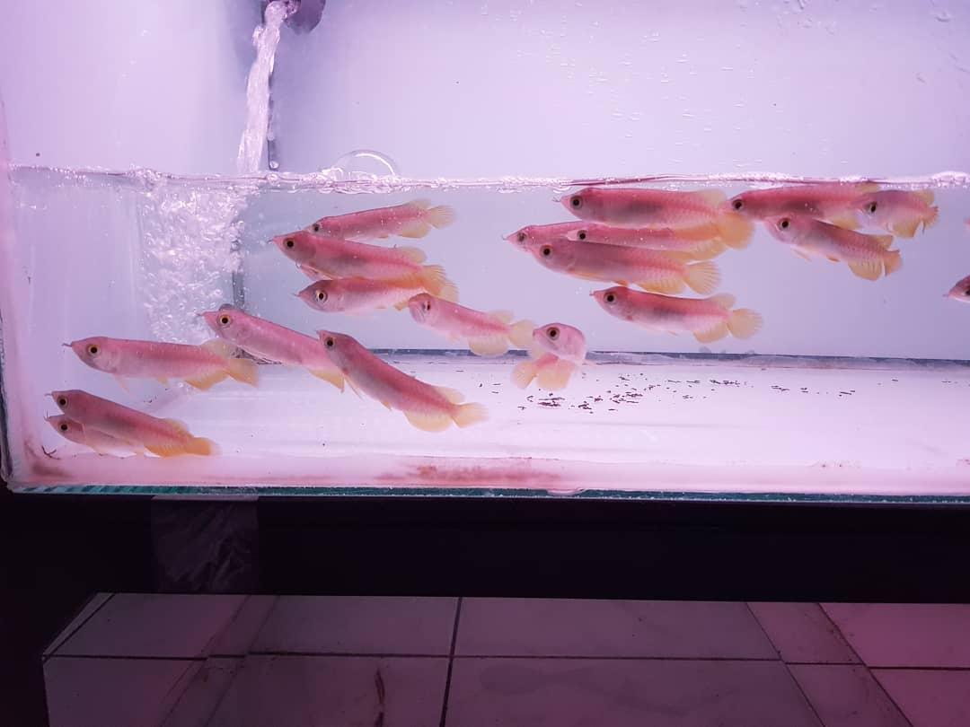 Banjar Red Arowana Fish Select city - Philippines Buy and Sell ...