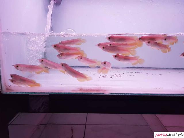 Banjar Red Arowana Fish Select city - Philippines Buy and Sell ...