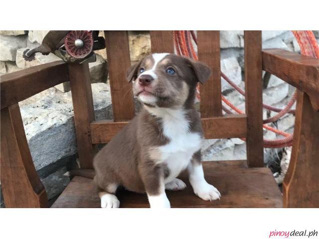 3 month border collie pup Pasig City, Metro Manila - Philippines Buy ...
