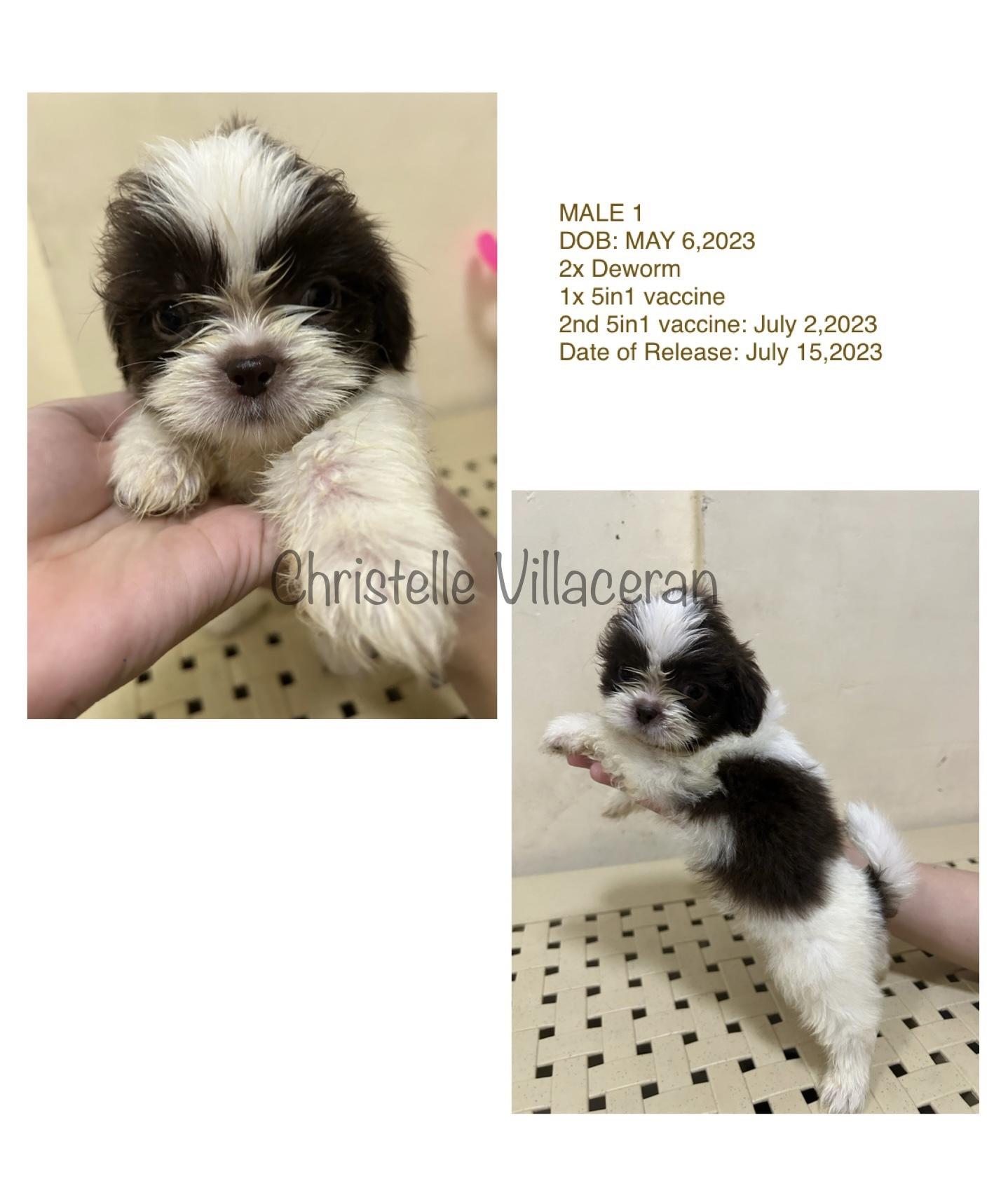 Shih Tzu Choco Liverline Sampaloc Manila - Philippines Buy and Sell ...