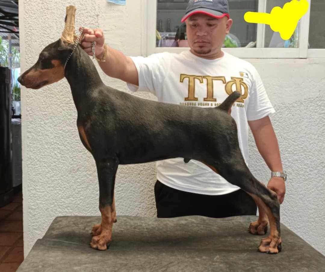 Doberman Las Piñas - Philippines Buy and Sell Marketplace - PinoyDeal
