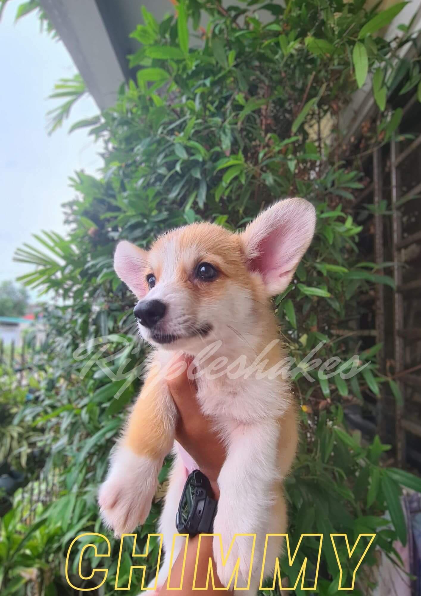 Pure Breed Corgi PCCI papers grandfather Phil Champion Malolos ...
