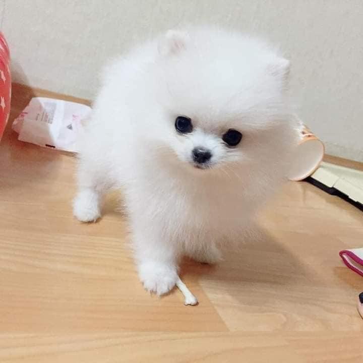 Two Pure Breed mini Pomeranian Caloocan - Philippines Buy and Sell ...