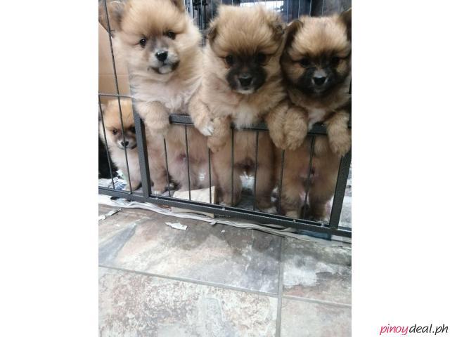 Beautiful Cream Tiny Pomeranian Puppies!! Available Manila ...