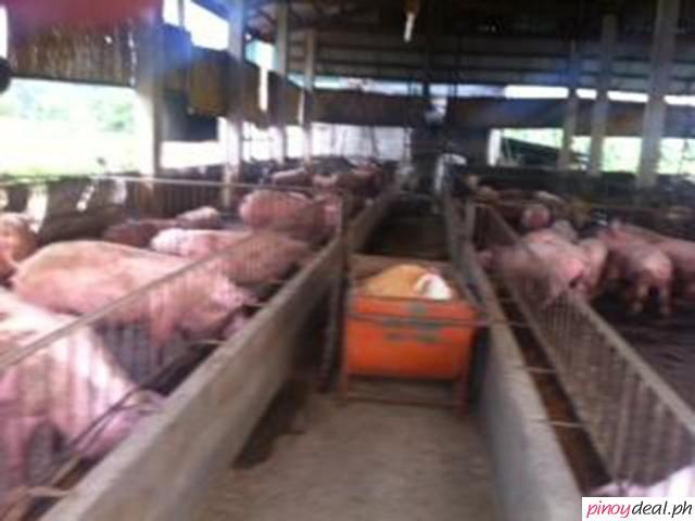 For Sale Piggery Farm with Income in Pandi Bulacan - Philippines Buy ...